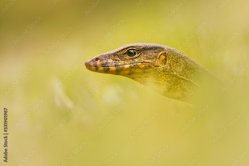 Asian water monitor - Varanus salvator also common water monitor, large ...