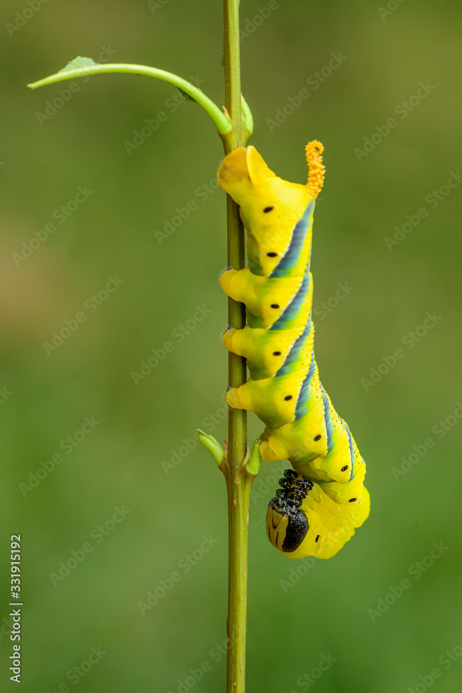 Lesser death's head hawkmoth caterpillar - Acherontia styx, iconic ...