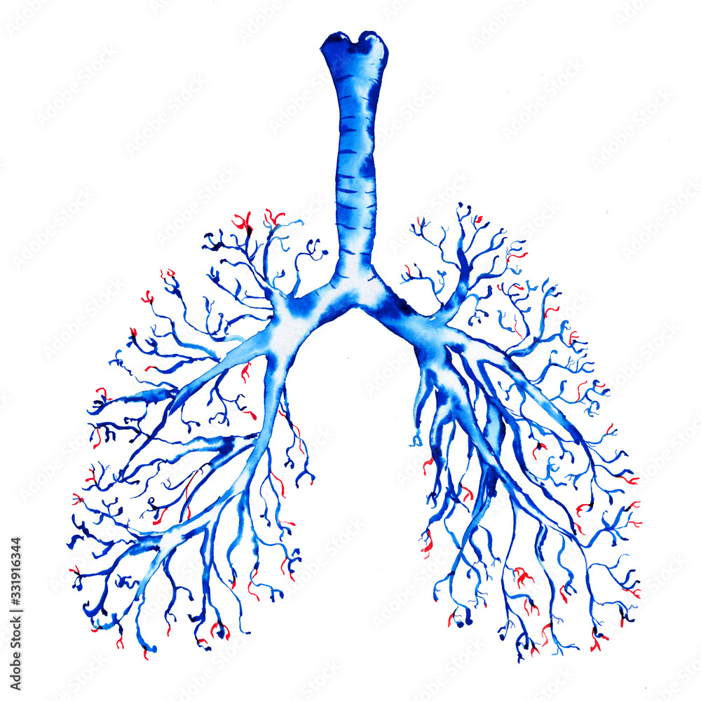 ภาพประกอบสต็อก Lungs and flower clipart. Lungs anatomy, Bronchial tree ...