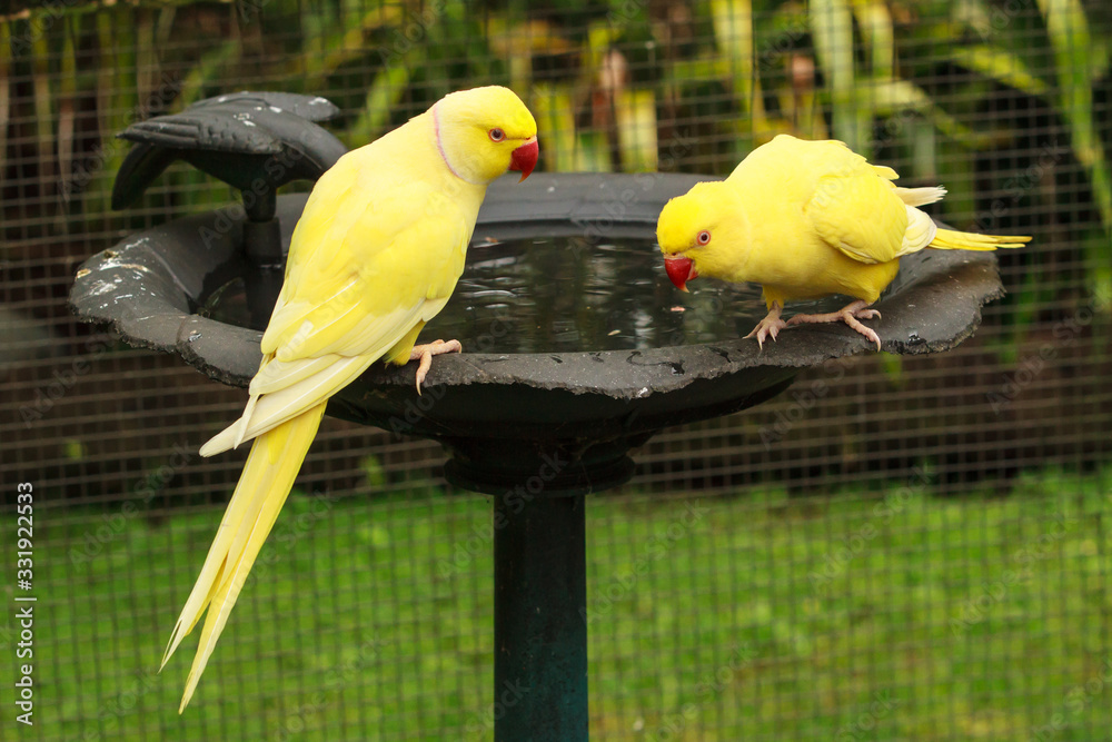 Foto de Two lutino (yellow) Indian ring-necked parakeets at a birdbath ...