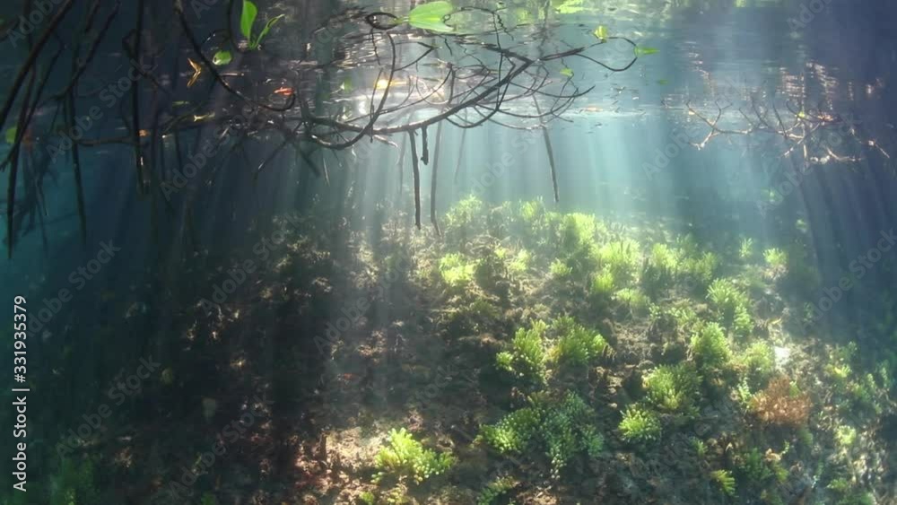 Sunlight beams through the canopy of a mangrove forest and illuminates ...