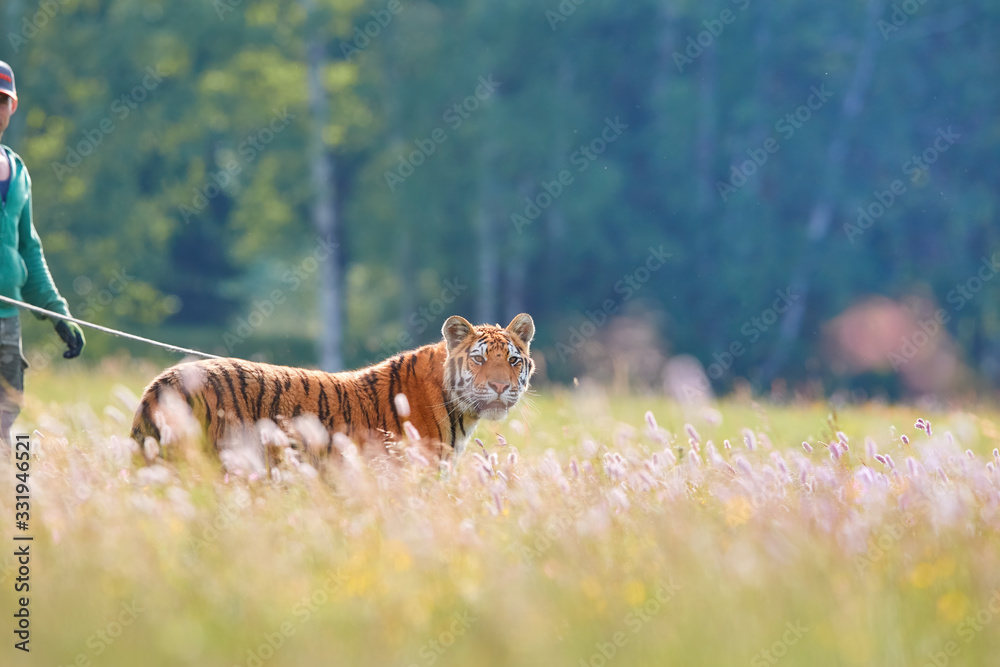 Young Siberian Tiger, Panthera tigris altaica, in training. Tiger with ...