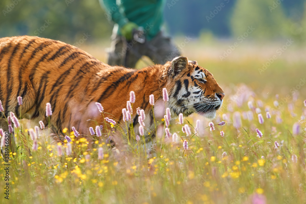 Young Siberian Tiger, Panthera tigris altaica, in training. Tiger with ...