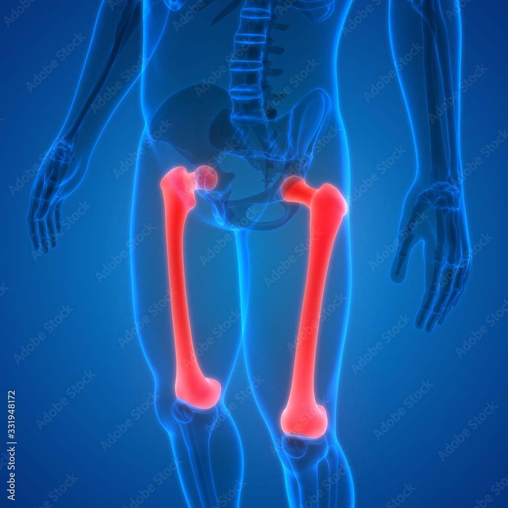 Human Skeleton System Femur Bone Joints Anatomy Stock Illustration ...