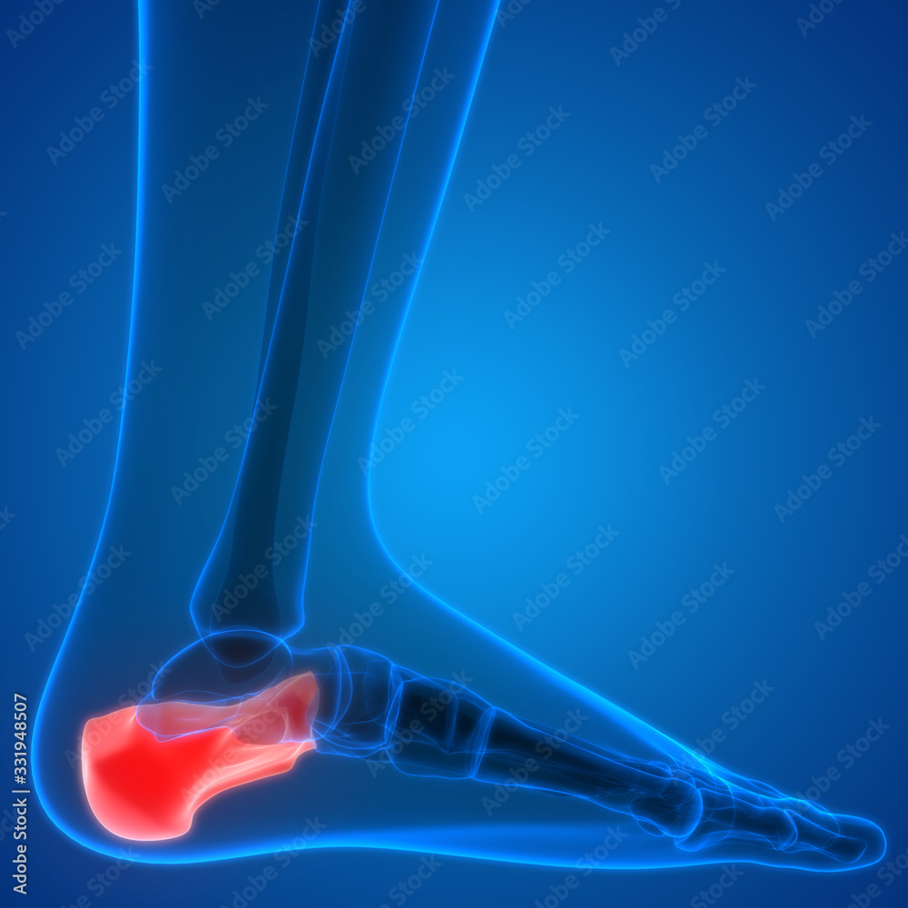Human Skeleton System Calcaneus Bone Joints Anatomy Stock Illustration ...