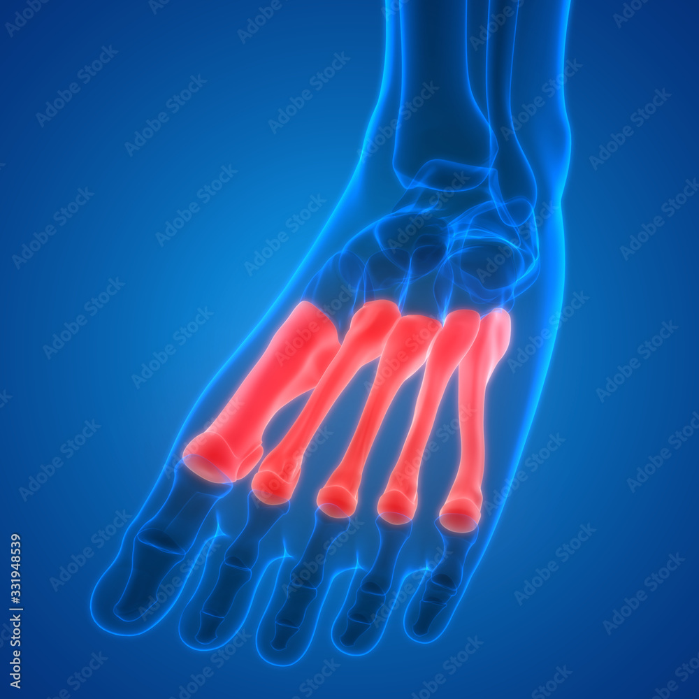 Human Skeleton System Metatarsals Bones Anatomy Stock Illustration ...