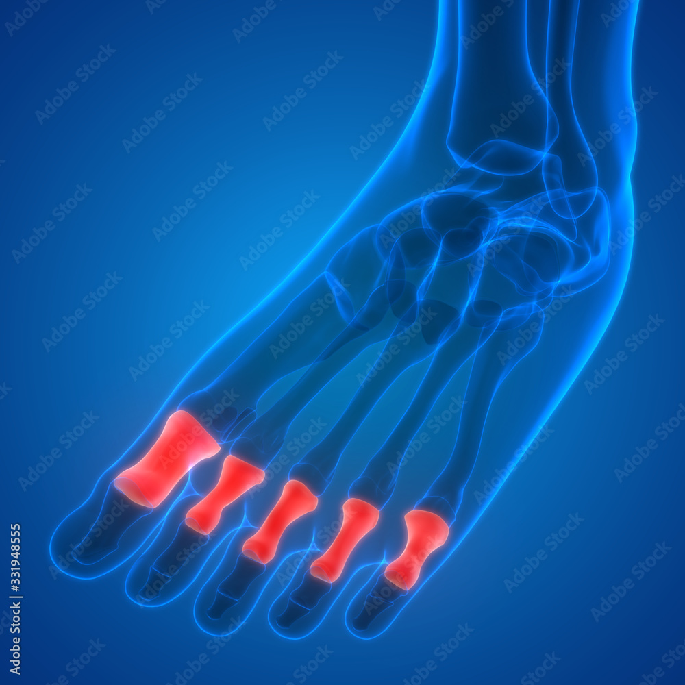 Human Skeleton System Phalanges Bones Anatomy Stock Illustration ...