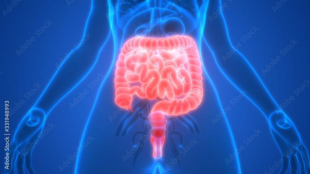 Human Digestive System Large and Small Intestine Anatomy Stock ...