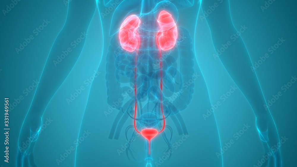 Human Urinary System Kidneys with Bladder Anatomy Stock Illustration ...