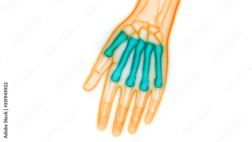 Human Skeleton System Metacarpal Bone Joints Anatomy Stock Illustration ...