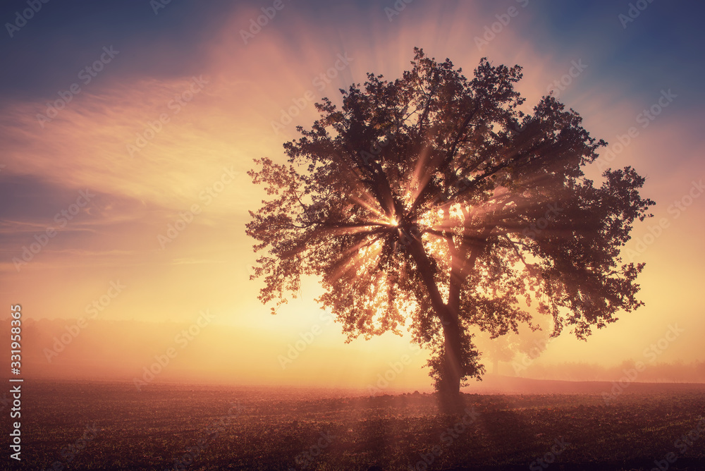 Single tree in the fog Stock Photo | Adobe Stock