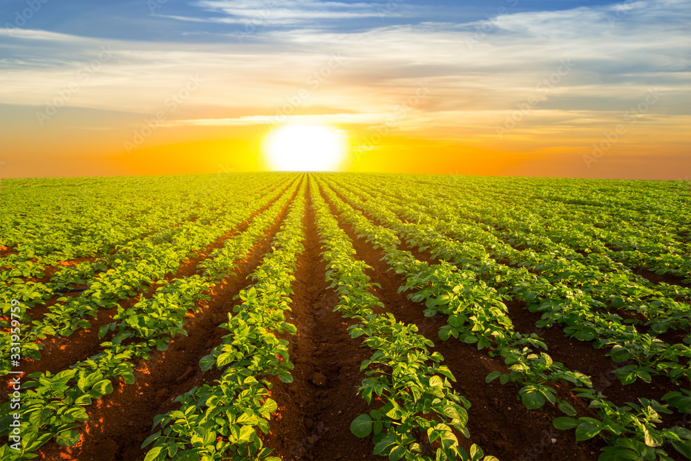 potato field at the dramatic sunset, outdoor agricultural scene Stock ...