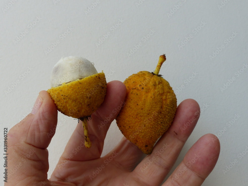 Platonia insignis, the sole species of the genus Platonia, is a tree of ...