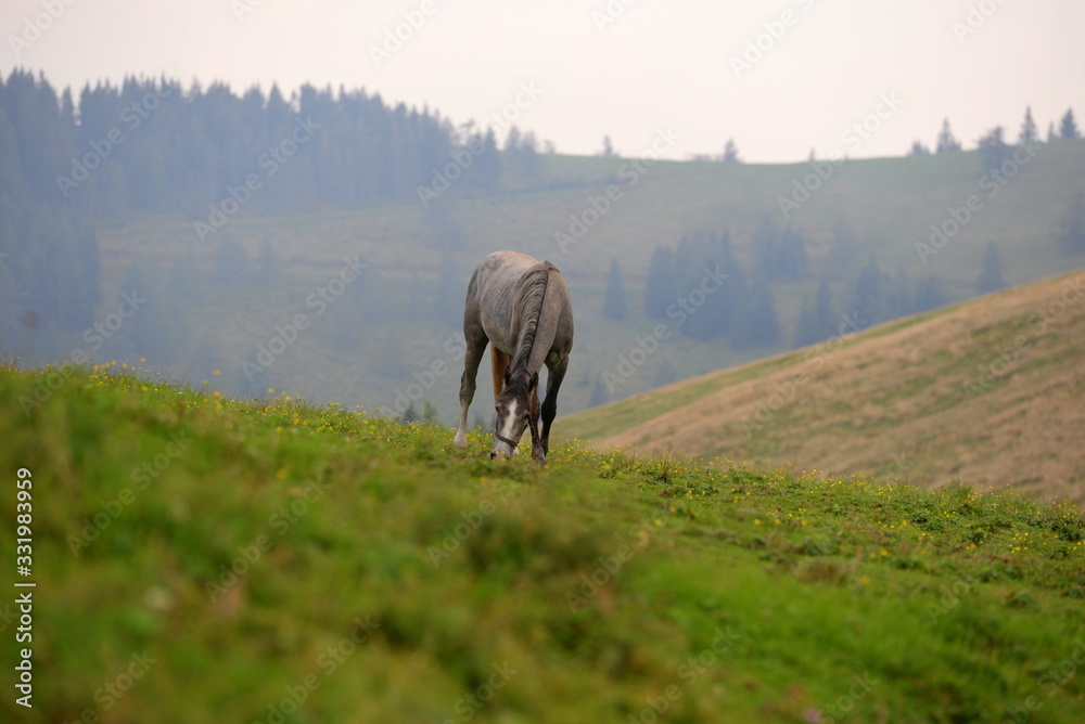 Sommer auf der Almweide. Lipizzaner Junghengste auf der Almweide Stock Photo | Adobe Stock
