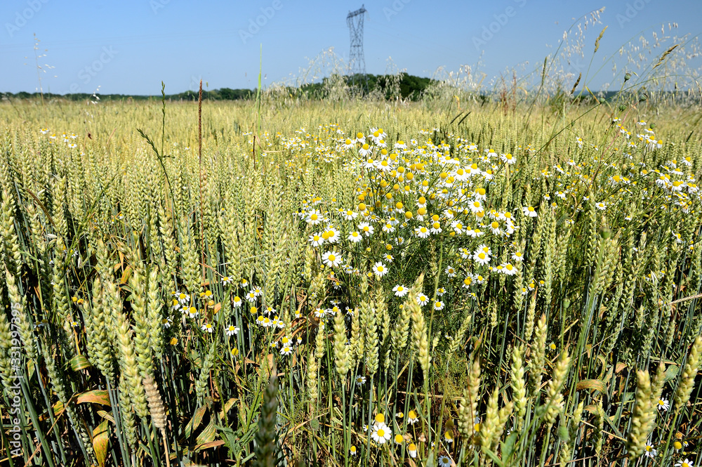 Foto de Champ de blé bio. Adventice, matricaire, camomille sauvage do ...