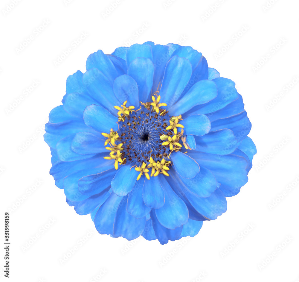 Blue Zinnia