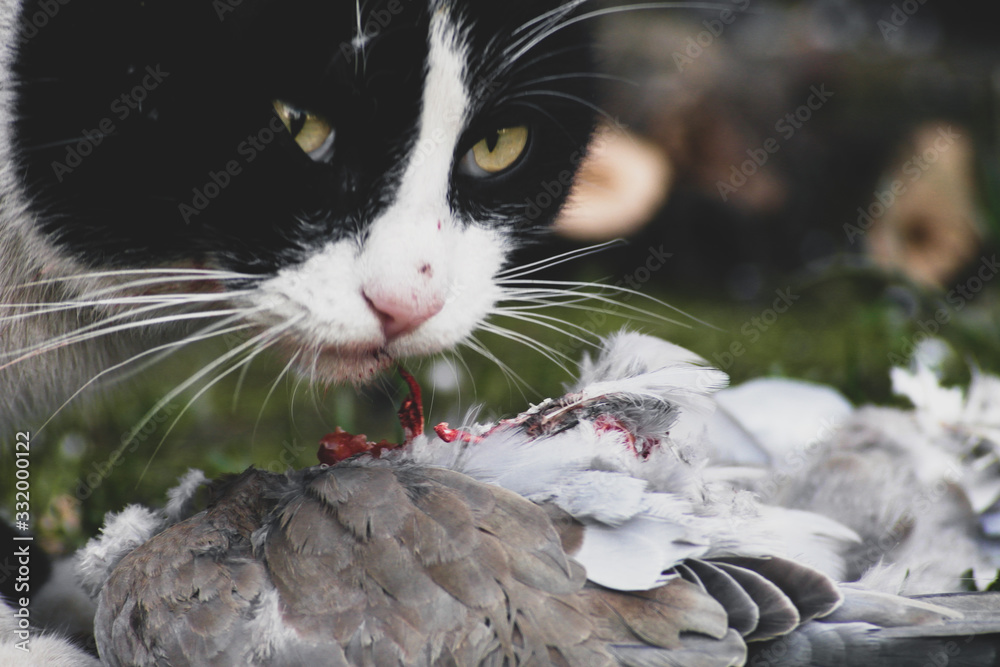 Black Cat Eating Bird