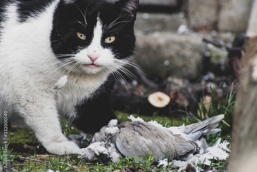 Black Cat Eating Bird