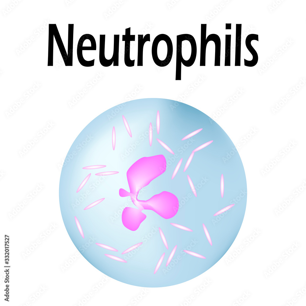 Neutrophils structure. Blood cell neutrophils. White blood cells ...