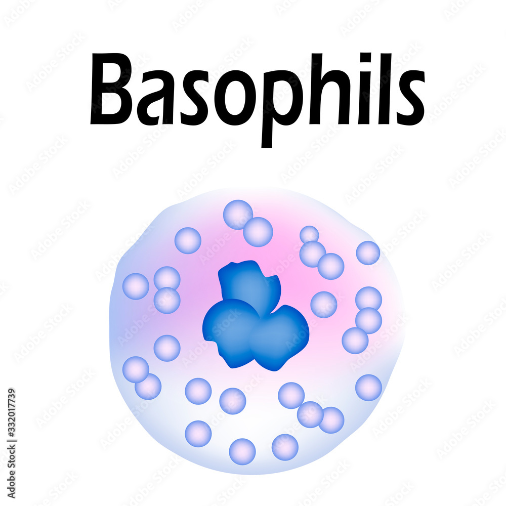 Basophils structure. Basophils blood cells. White blood cells ...