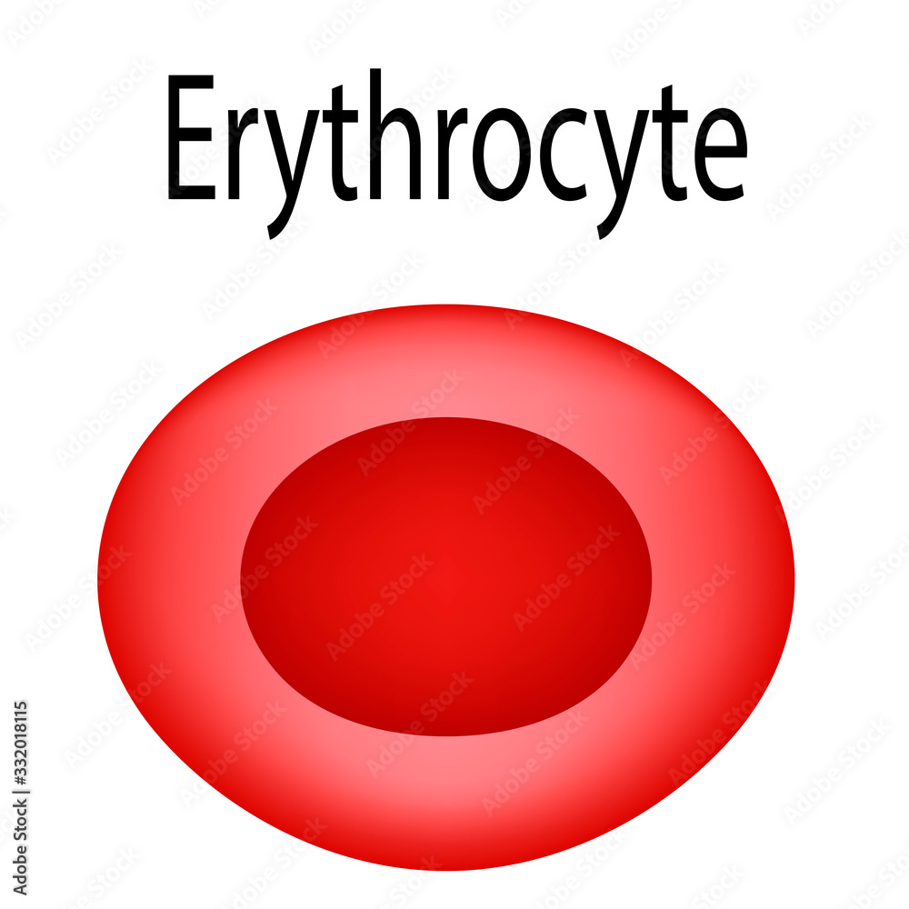 The structure of the red blood cell. Erythrocyte blood cell. The ...