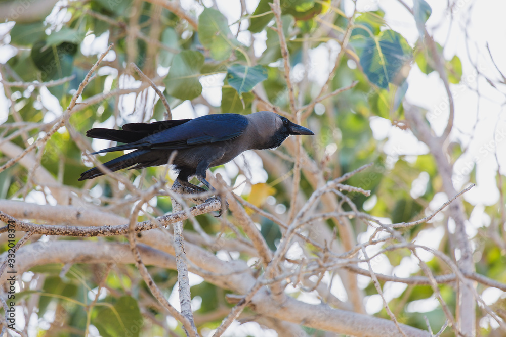 Crow, Birds crow on a tree a live crow on branch Stock Photo | Adobe Stock