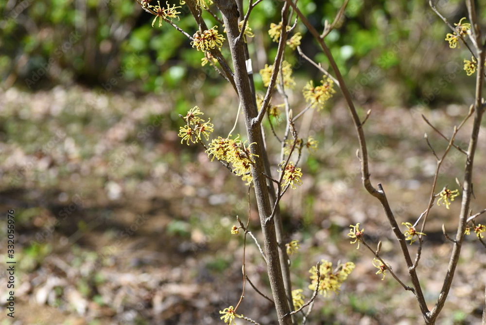 Japanese witch hazel (Hamamelis japonica) blooms like a twisted ribbon ...