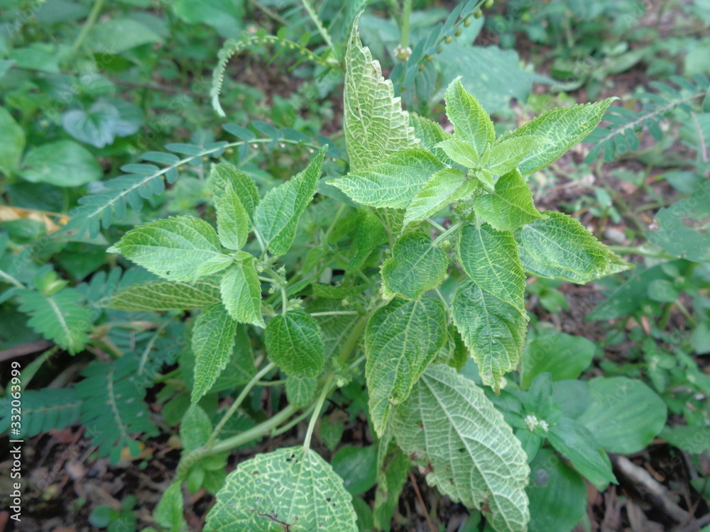 Indian copperleaf or Acalypha Indica L. in the garden with green ...