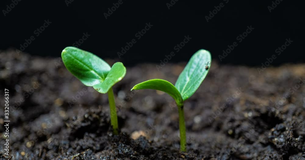 Growing green cucumber plant time lapse. Timelapse seed growing ...