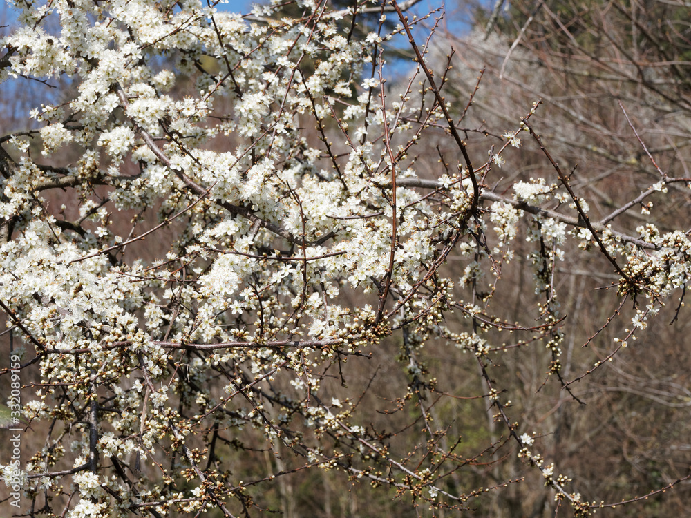 Prunus spinosa | Blackthorn or sloe shrub with blackish bark, dense ...