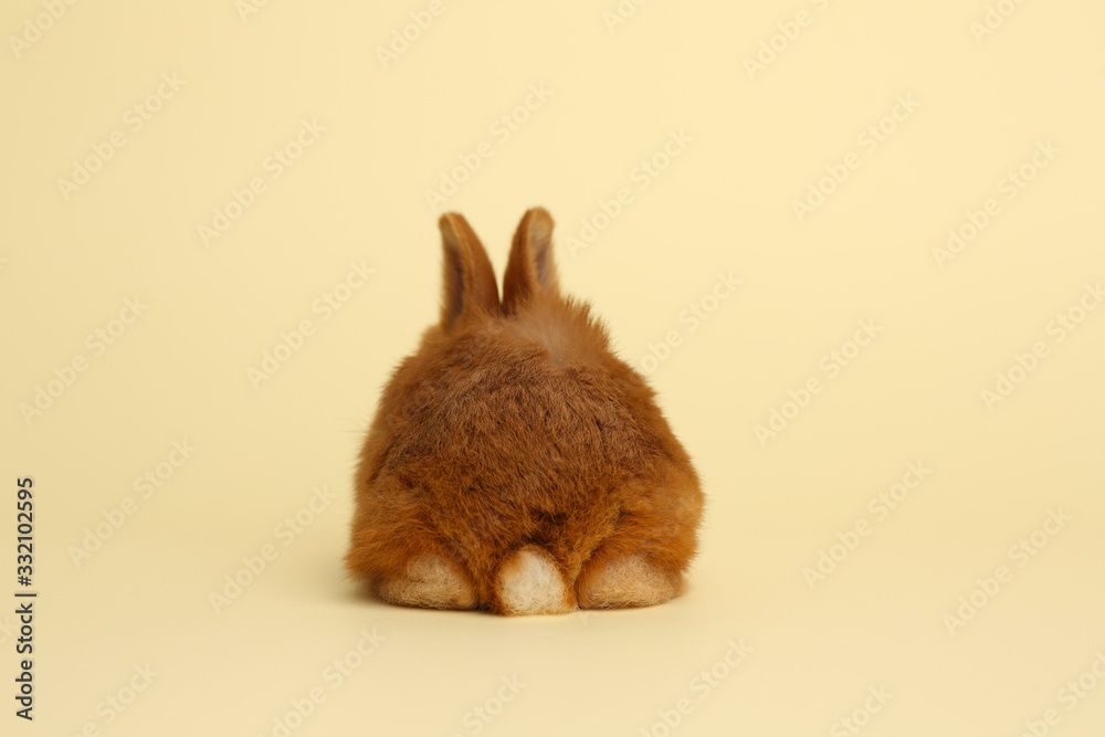 Adorable fluffy bunny on yellow background, back view. Easter symbol ...