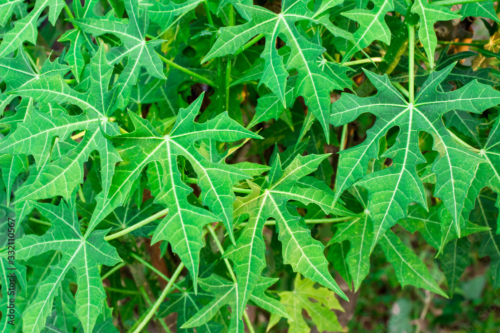 Foto de Cnidoscolus aconitifolius,chaya tree,tree spinach do Stock ...