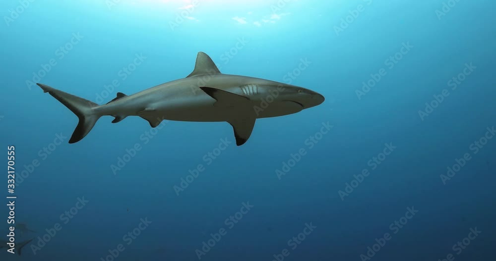 Grey sharks in the Pacific Ocean. Underwater life with sharks swimming ...