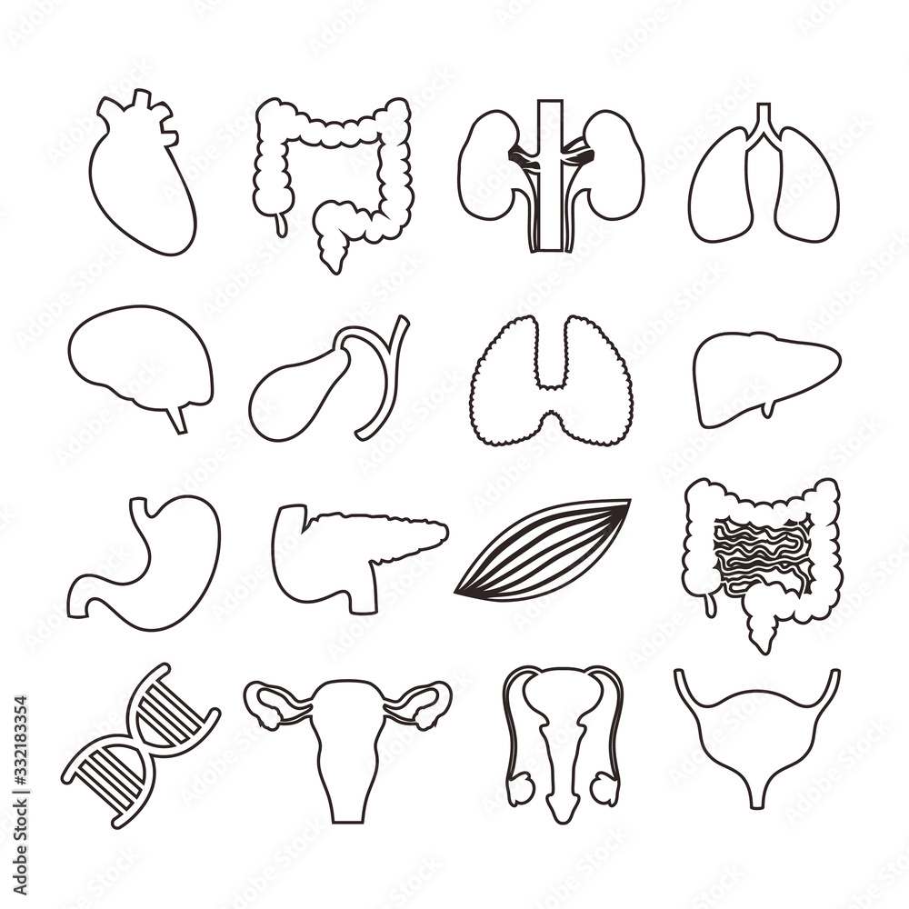 Internal organs isolated line art set collection. Vector flat graphic ...