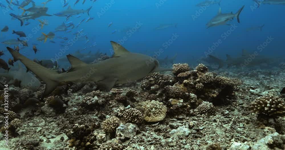 Lemon sharks in the Pacific Ocean. Underwater life with sharks and ...
