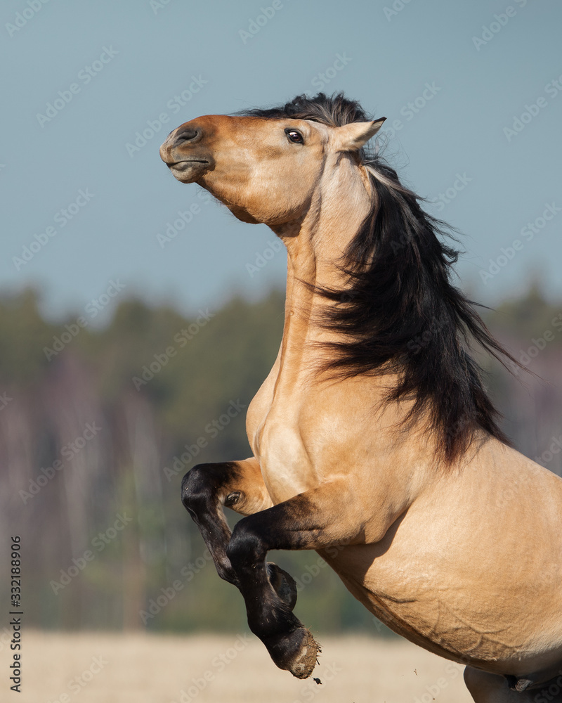 Buckskin Horses Rearing