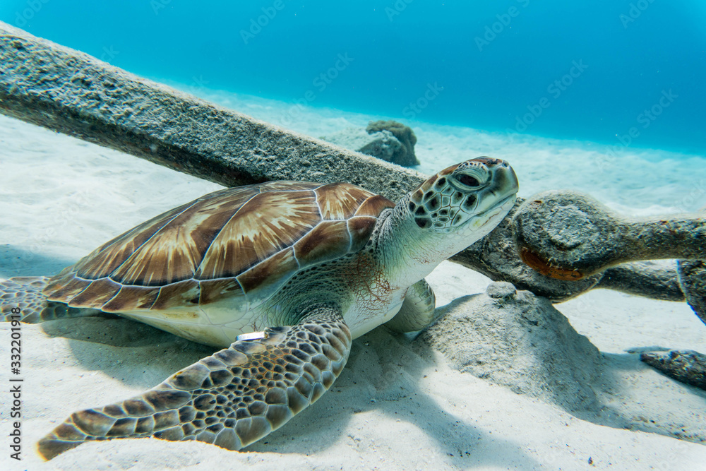 Sea turtle chilling on the bottom of a blue ocean on the sandy white ...