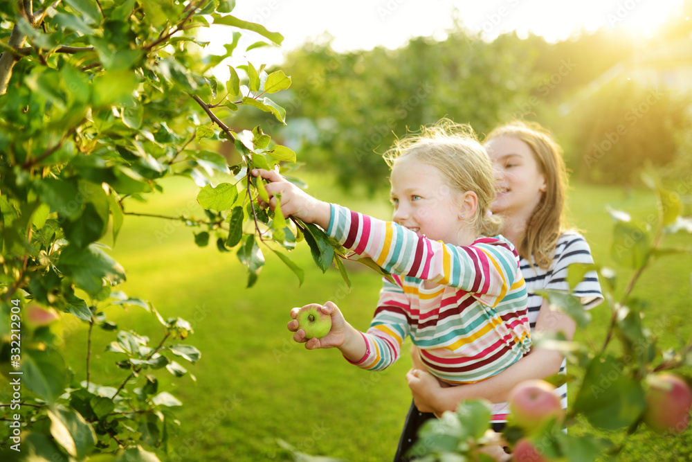 Cute young girls harvesting apples in apple tree orchard in summer day ...