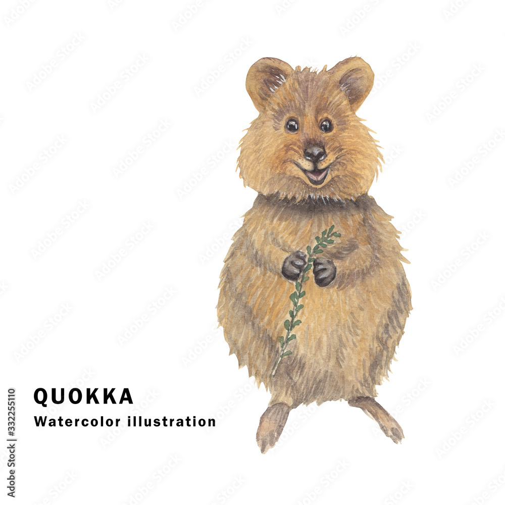 Watercolor illustration animal of Australia, quokka Stock Illustration ...