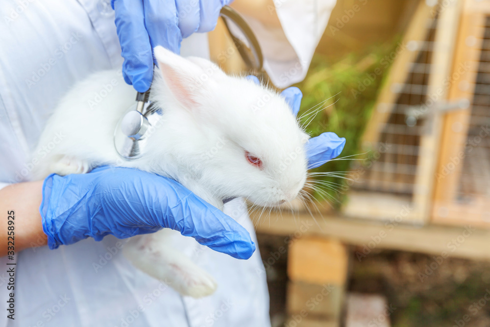 Veterinarian woman with stethoscope holding and examining rabbit on ...