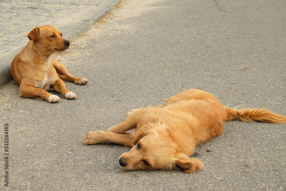 Par de perros tumbados al pie de una carretera. Stock Photo | Adobe Stock
