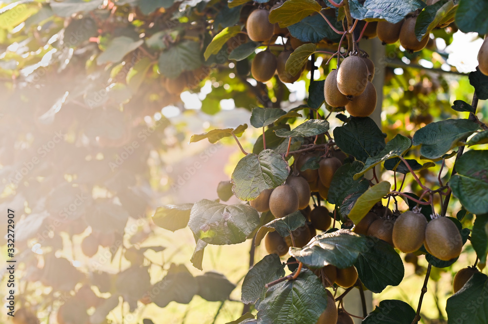 Kiwi on a kiwi tree plantation with with huge clusters of fruits ...