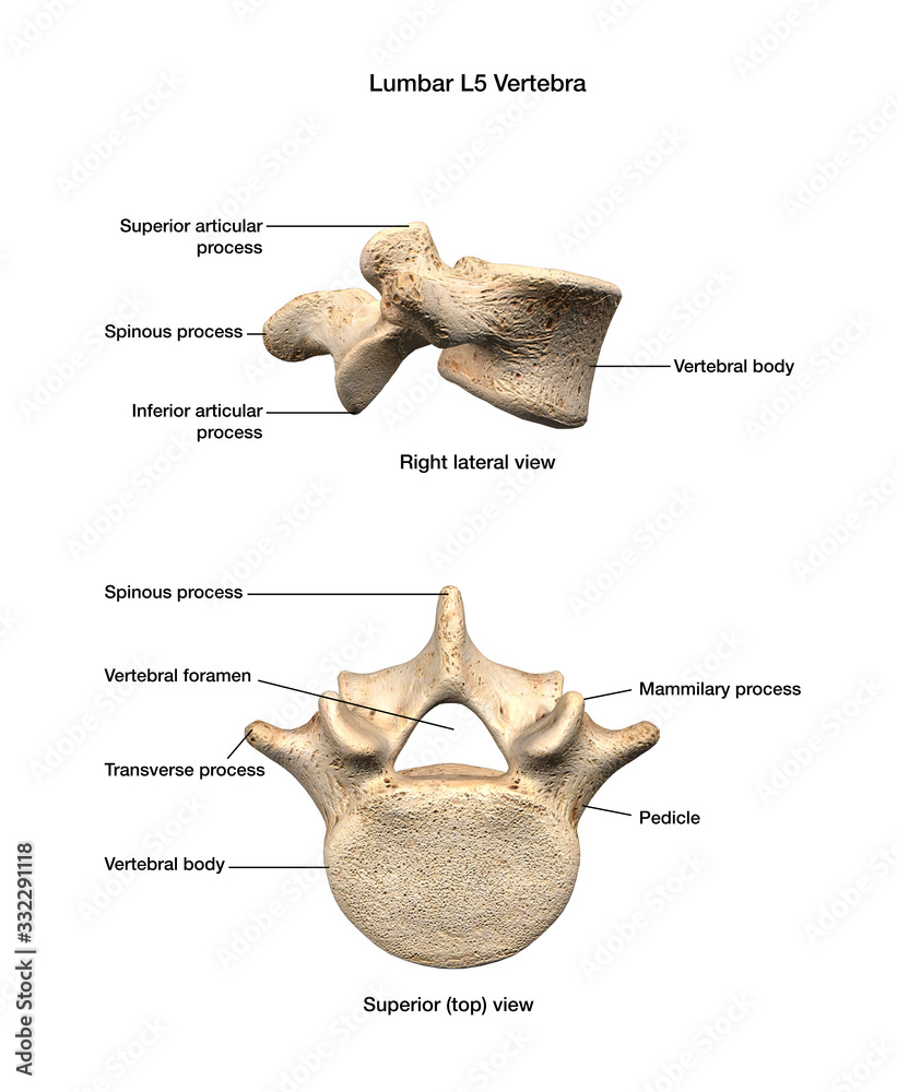 Labeled Lumbar Vertebrae