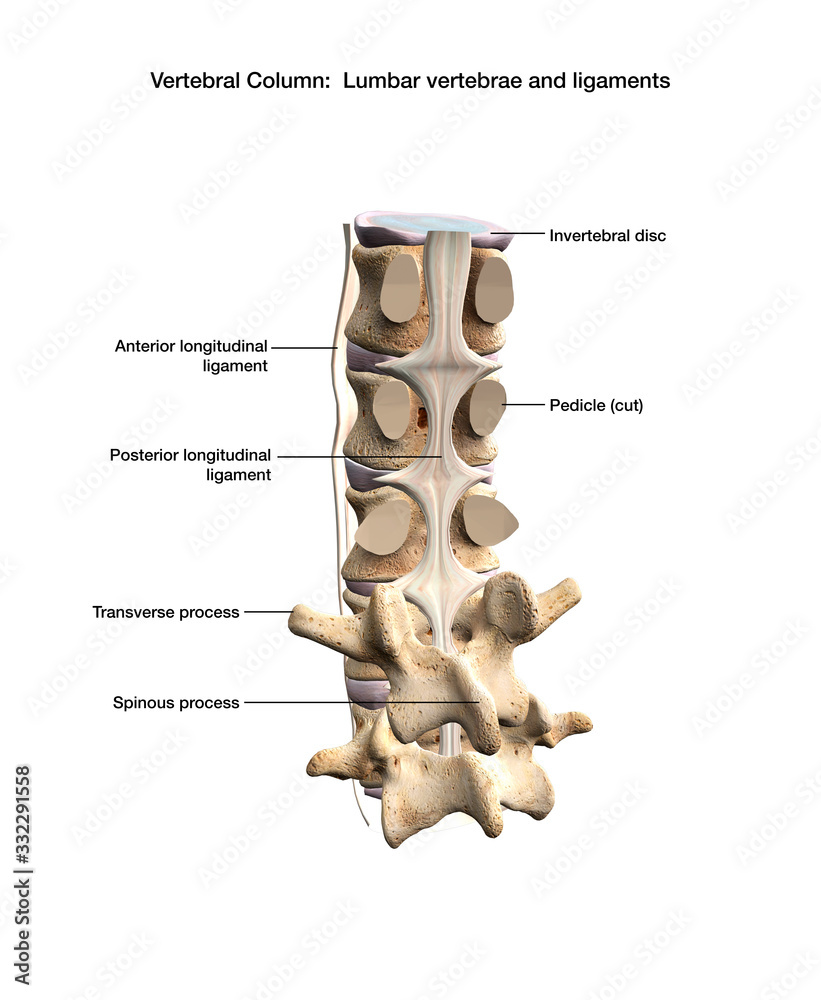 Posterior Longitudinal Ligament of the Human Spinal Column Labeled on ...
