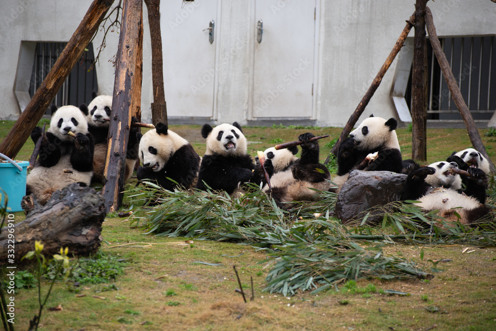 giant panda cubs eating bamboo in china nature reserve Stock Photo ...