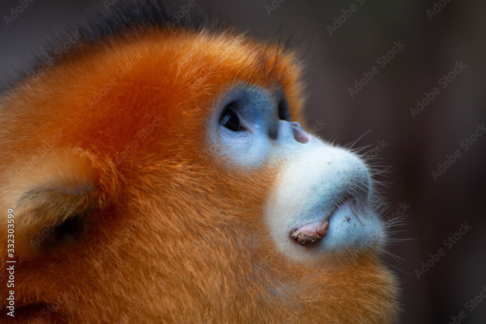 golden snub nosed monkey face close up portrait Stock Photo | Adobe Stock