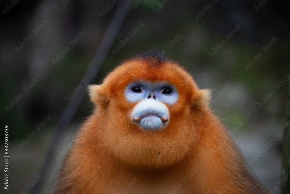 Golden Snub Nosed Monkey Male Golden Snub Nosed Monkey – Wisconsin