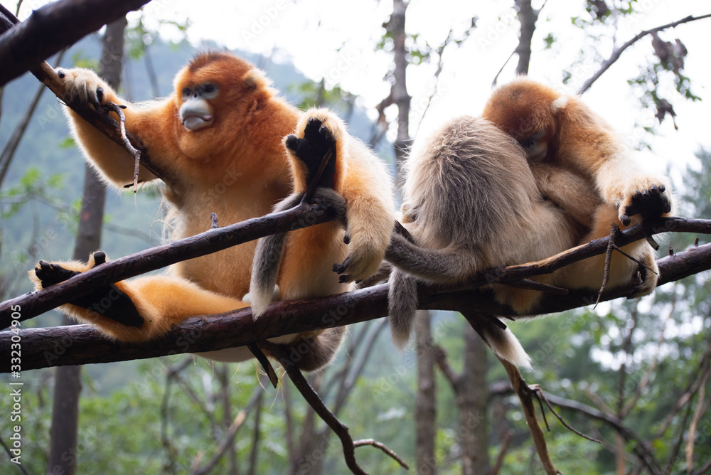 group of golden snub nosed monkeys sitting in the trees of the qinling ...