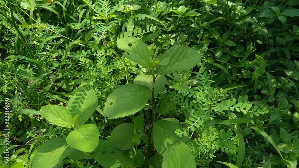 Vidéo Stock Sida rhombifolia (arrowleaf sida, Malva rhombifolia ...