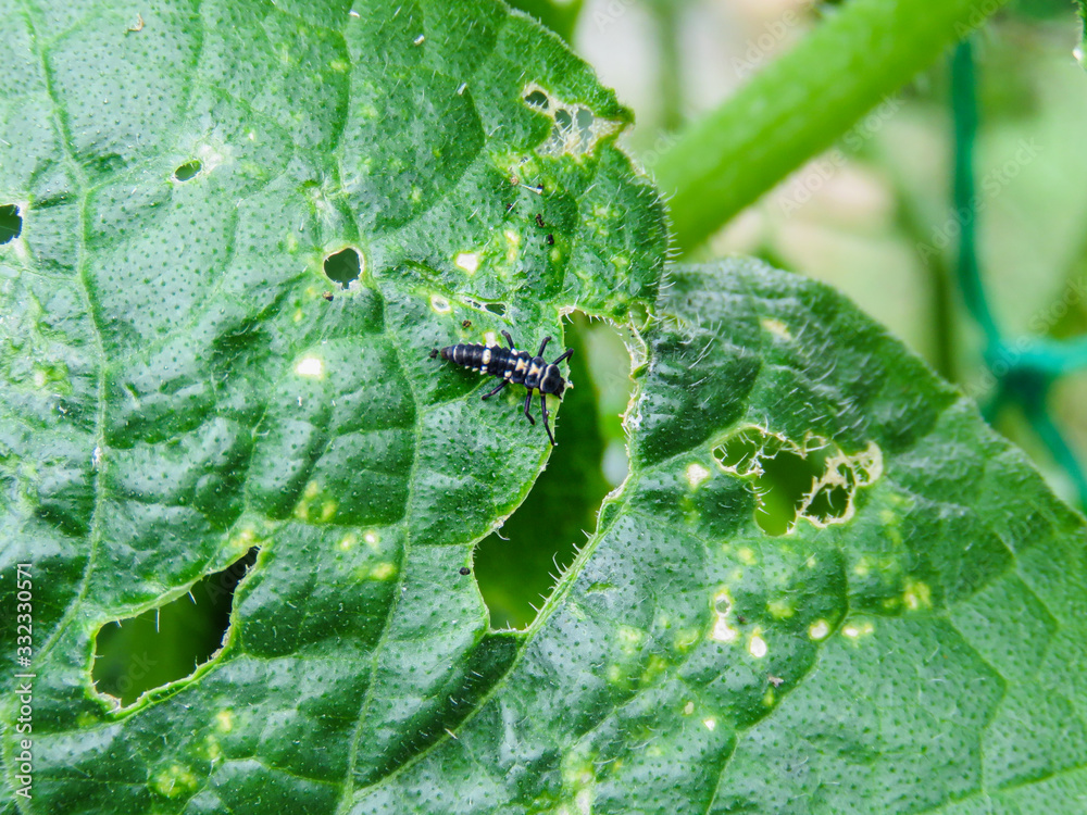 lady bug larva baby ladybug eating hunting food bugs insect good have ...